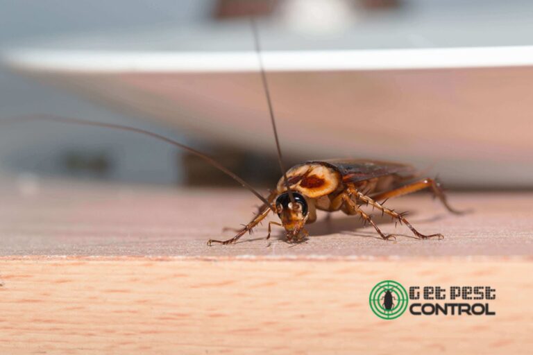What Are the Most Common and Dangerous House Pests? - Blogautoworld.com